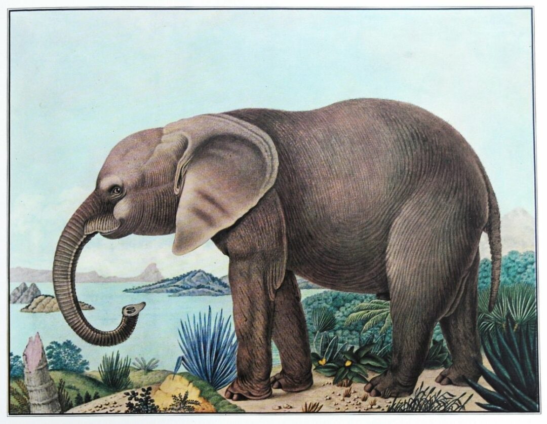 Das Bestiarium des Aloys Zötl - Kulturcheck